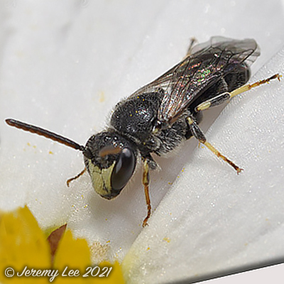 Hylaeus sp., Solitary Bee